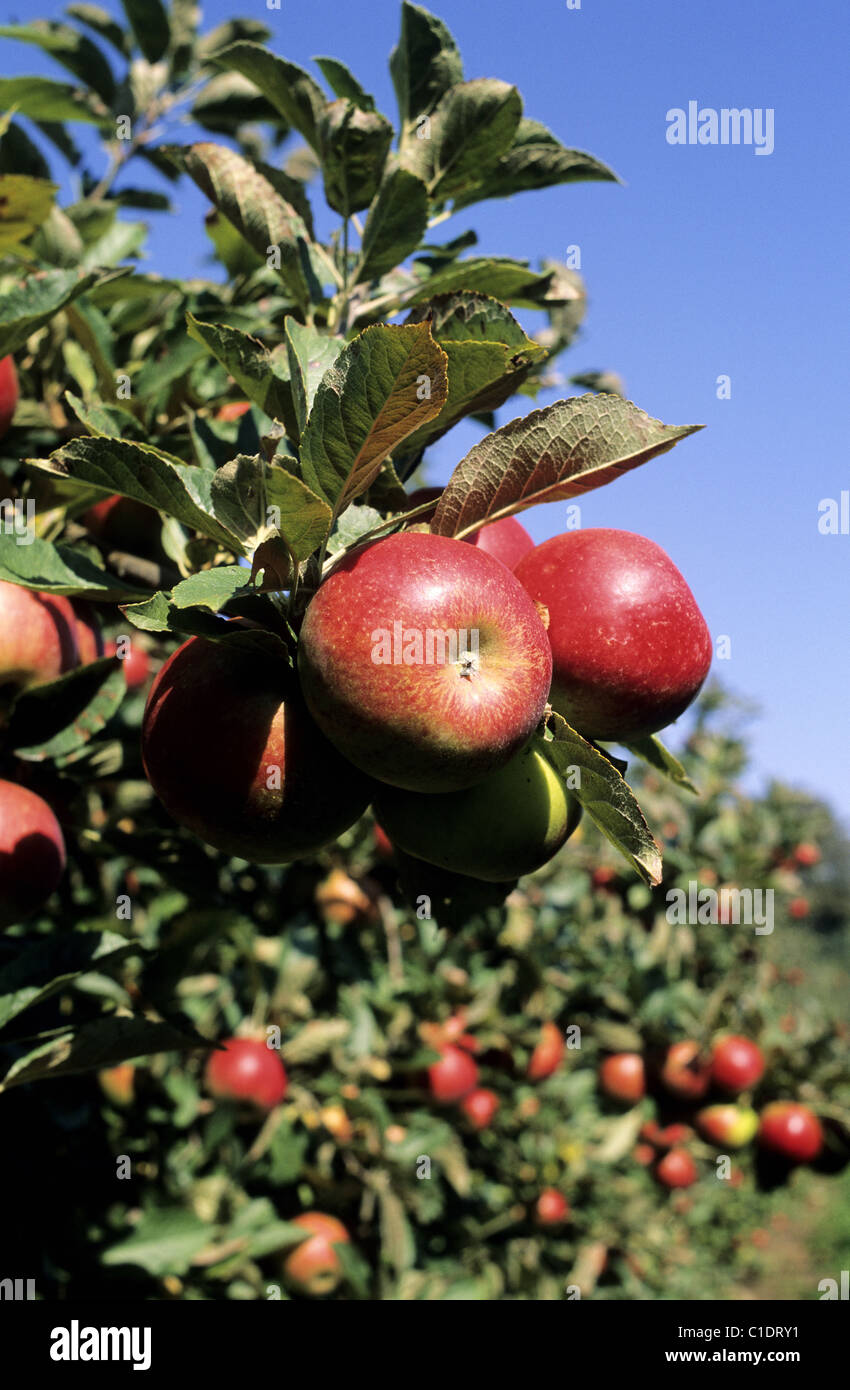 Normandy france apples hi-res stock photography and images - Alamy
