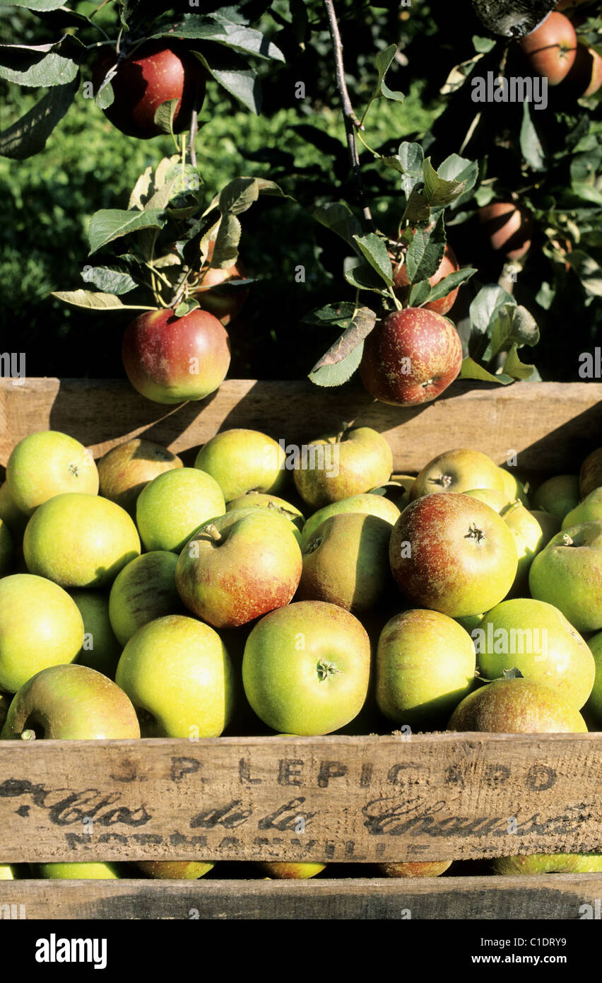 Normandy france apples hi-res stock photography and images - Alamy