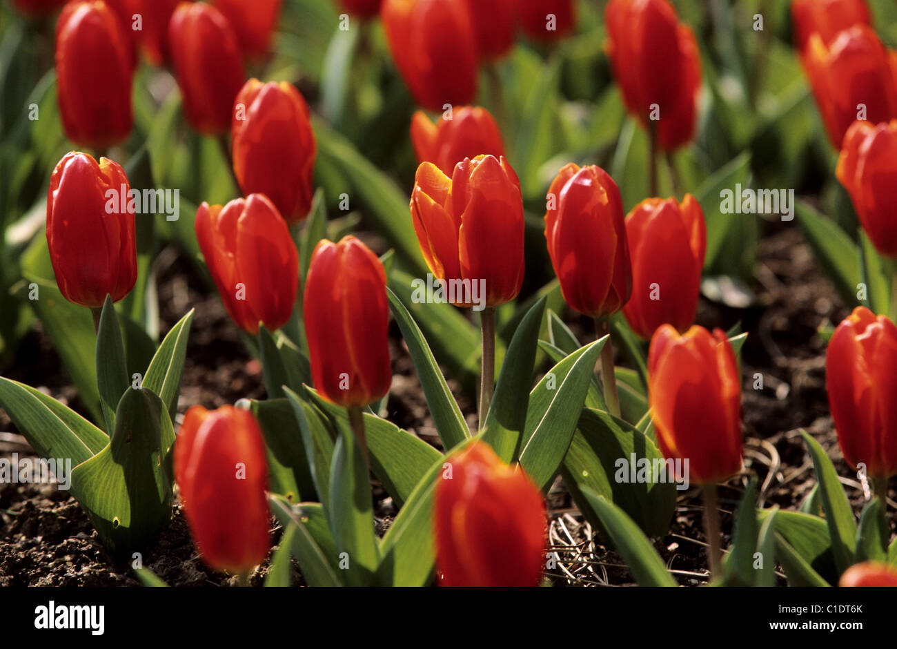 France, Paris, tulips field at the Floral Park in Spring Stock Photo ...