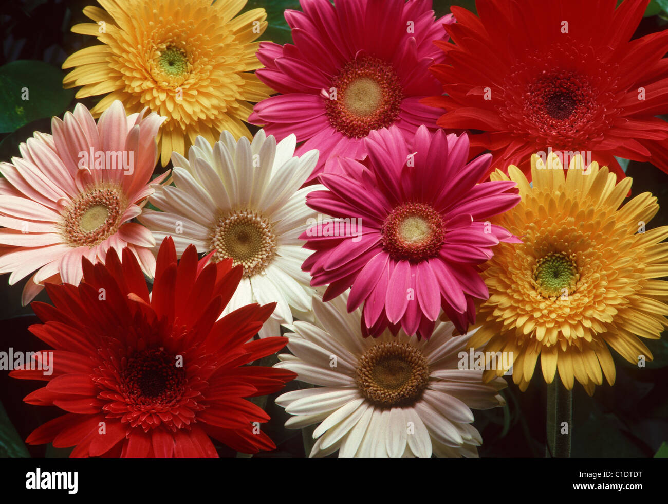 Arrangement of colorful Gerber daisies Stock Photo - Alamy