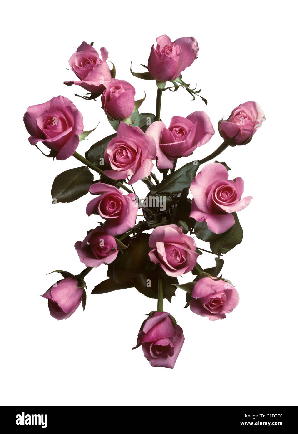 Overhead view of a bouquet of pink roses against white Stock Photo - Alamy