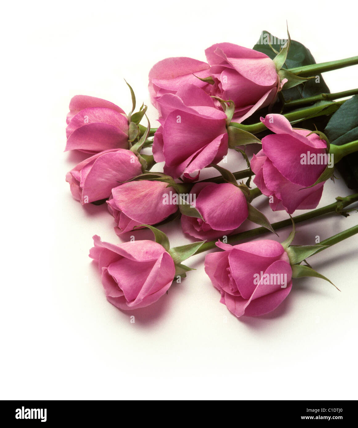 Bunch of pink roses laying on white background Stock Photo - Alamy
