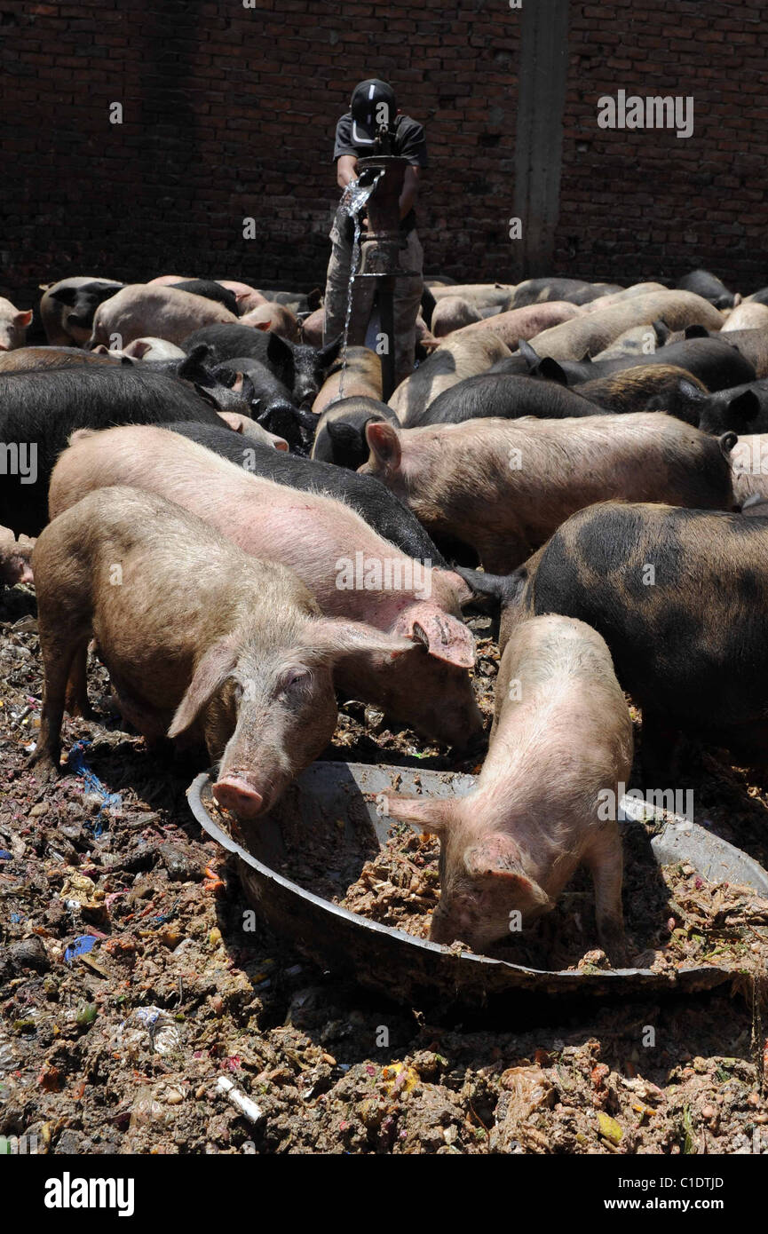 Pigs farm 2009 hi-res stock photography and images - Alamy
