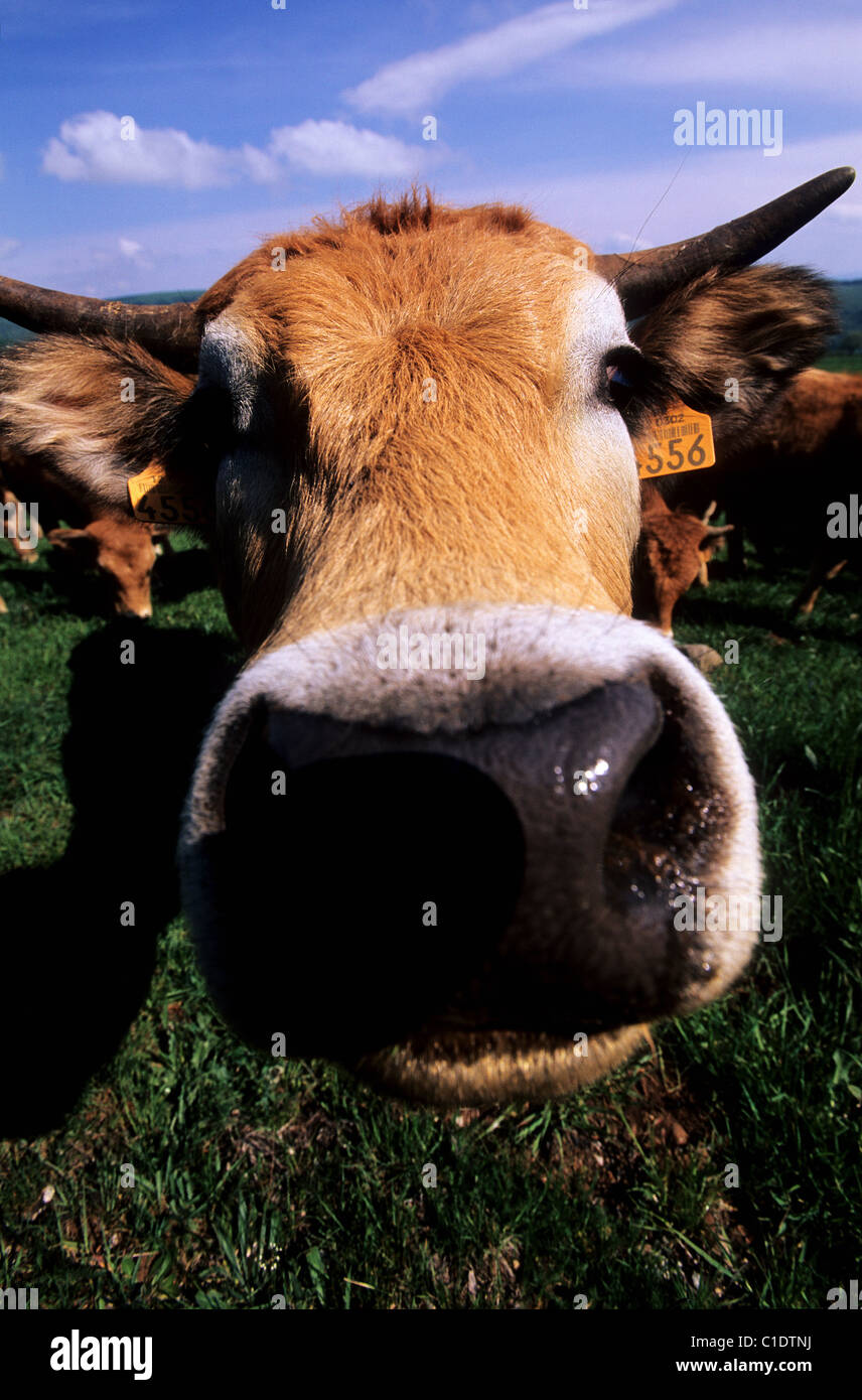 France, Aveyron, Aubrac cow Stock Photo - Alamy