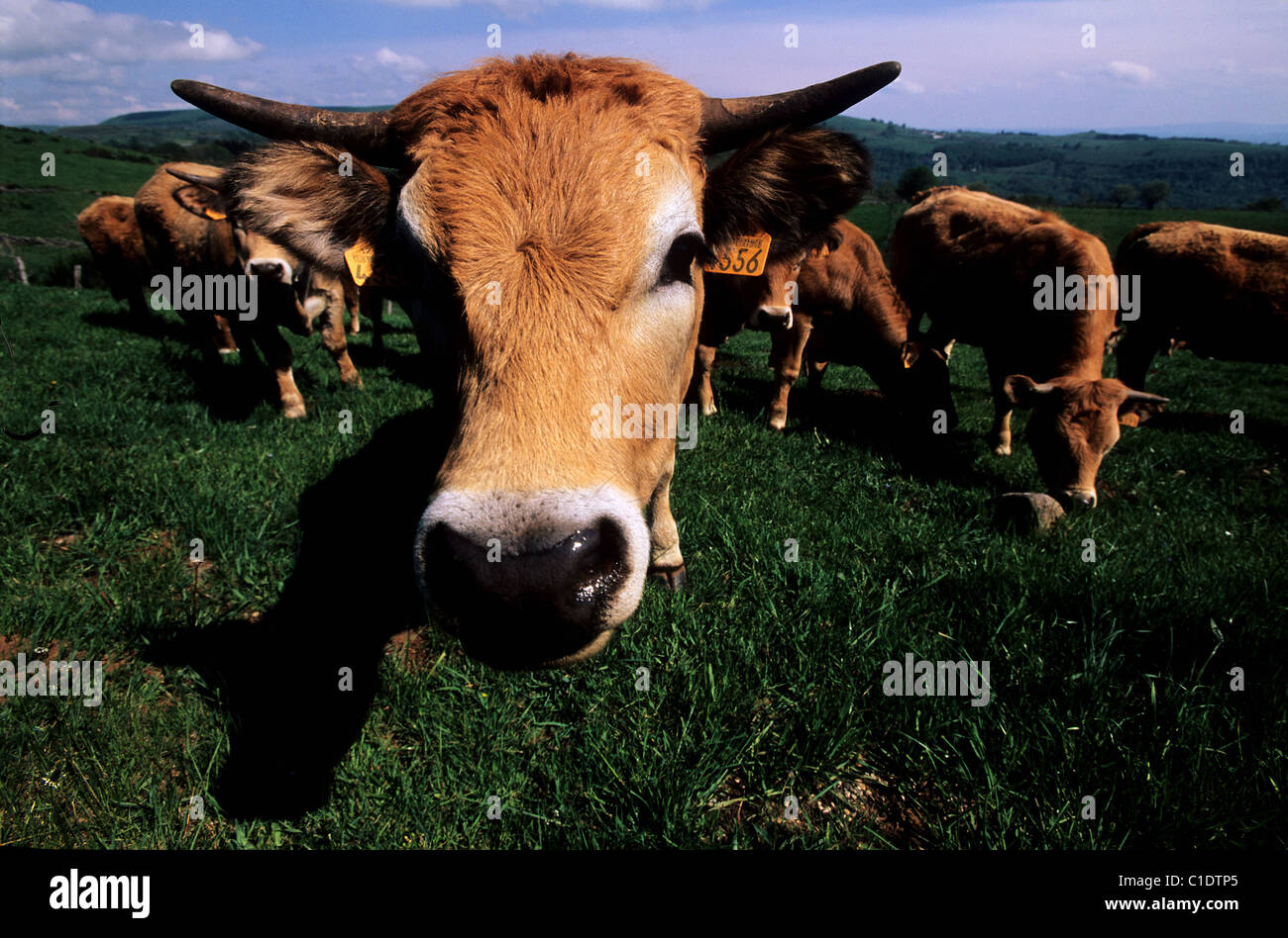 France, Aveyron, herd of Aubrac cows Stock Photo - Alamy
