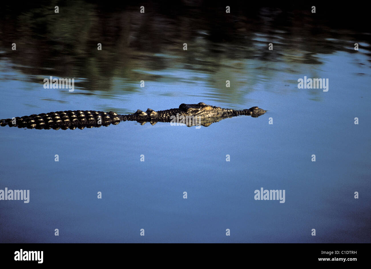 Australia, Northern Territory, Kakadu National Park, saltwater crocodile (saltie Stock Photo - Alamy