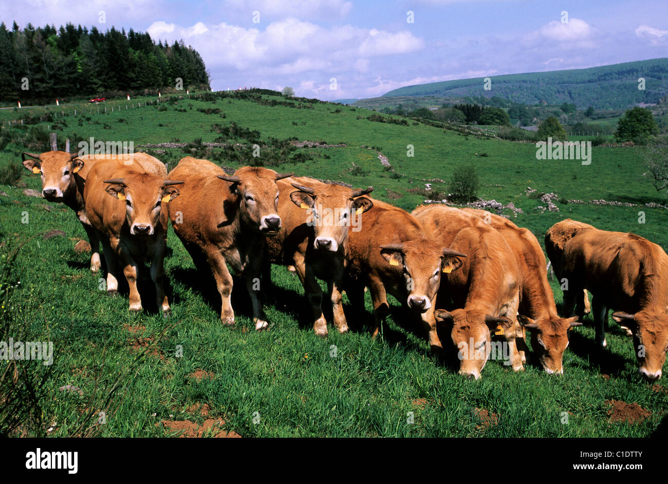 France, Aveyron, herd of Aubrac cows Stock Photo - Alamy