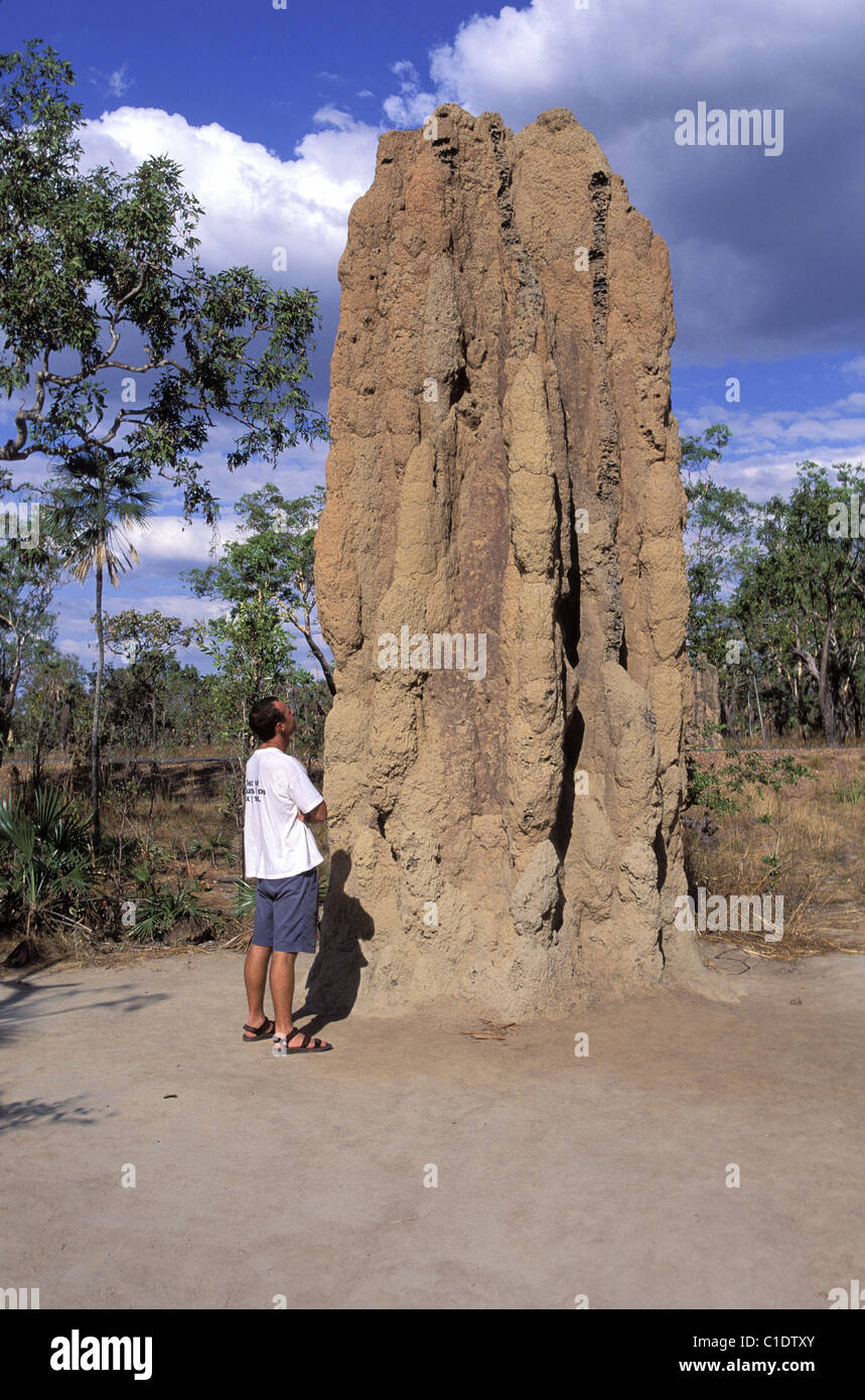 Australia, Northern Territory, Litchfield National Park, a giant ...