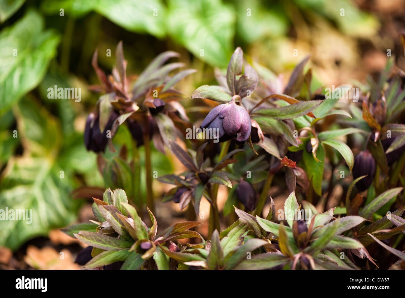 Helleborus x hybridus ‘Smokey Blue’ in bloom Stock Photo - Alamy