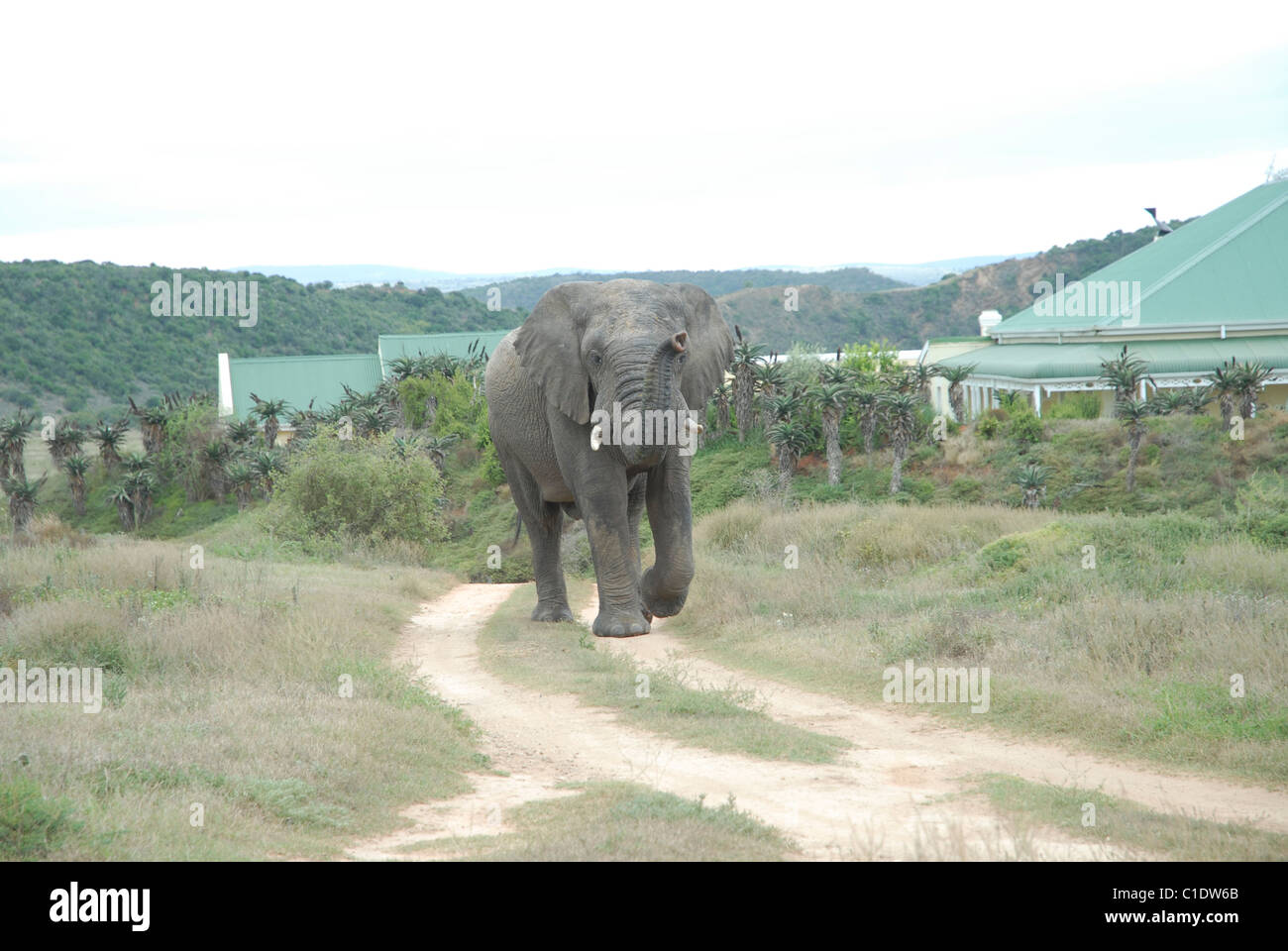 elephant walking on a road near some houses Stock Photo - Alamy