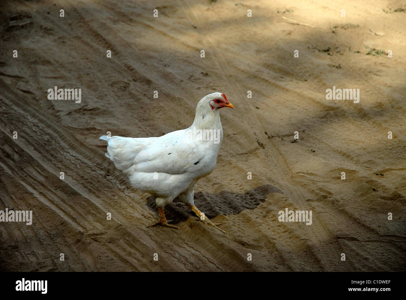 Hen Crossing The Road High Resolution Stock Photography and Images - Alamy