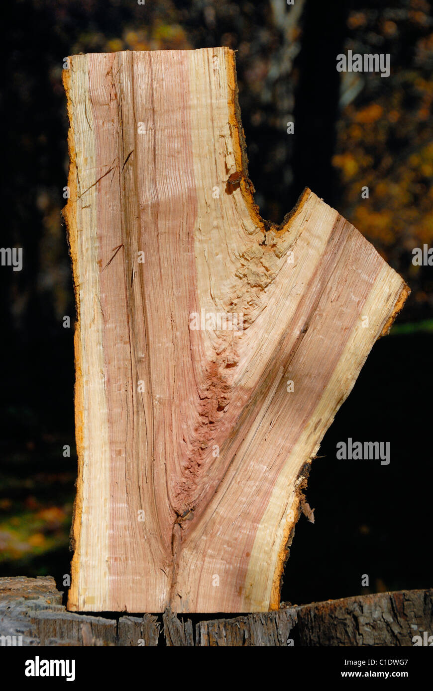 Cross section of a freshly cut Red Oak tree trunk Stock Photo - Alamy
