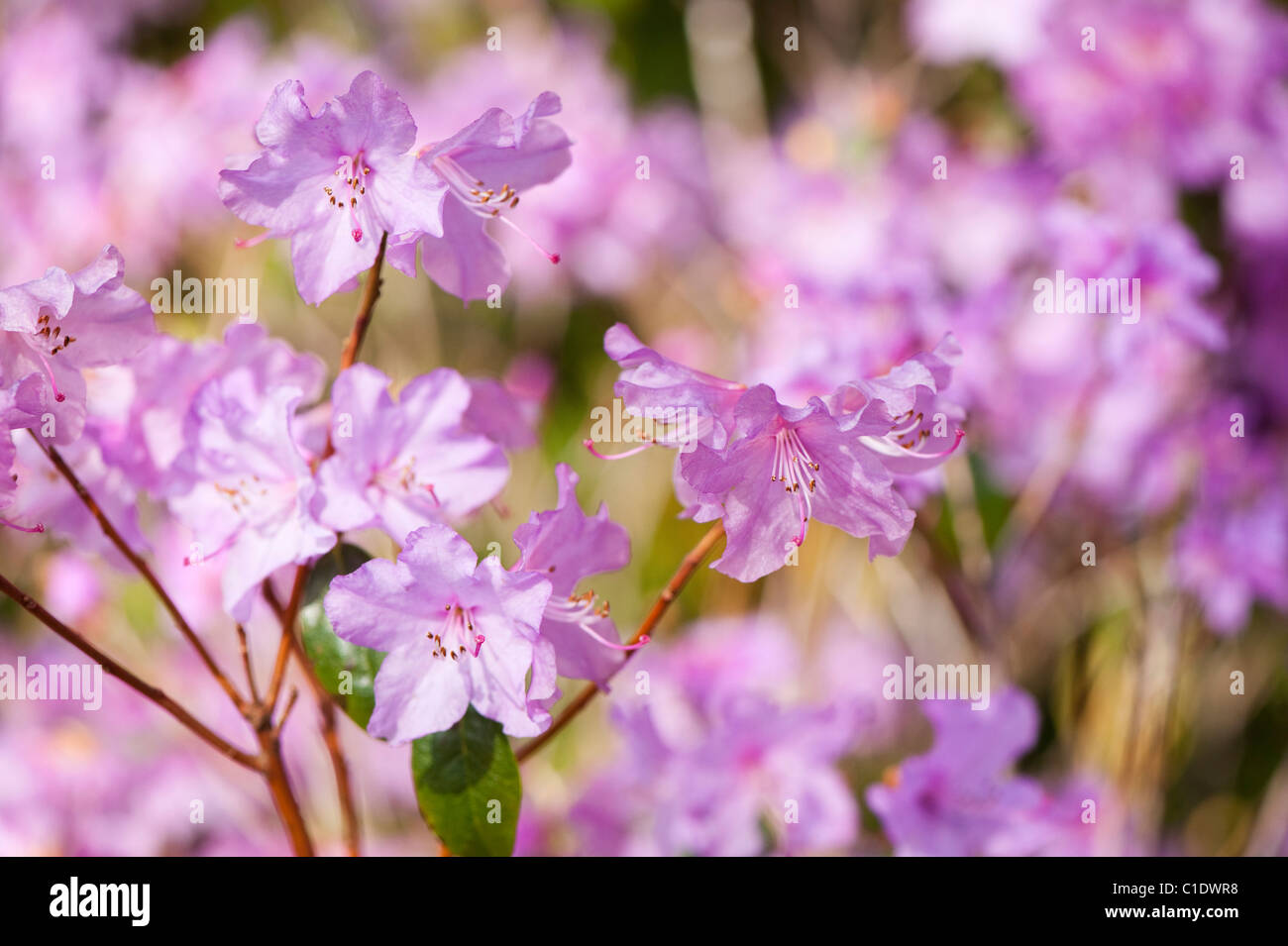 Rhododendron praecox hi-res stock photography and images - Alamy