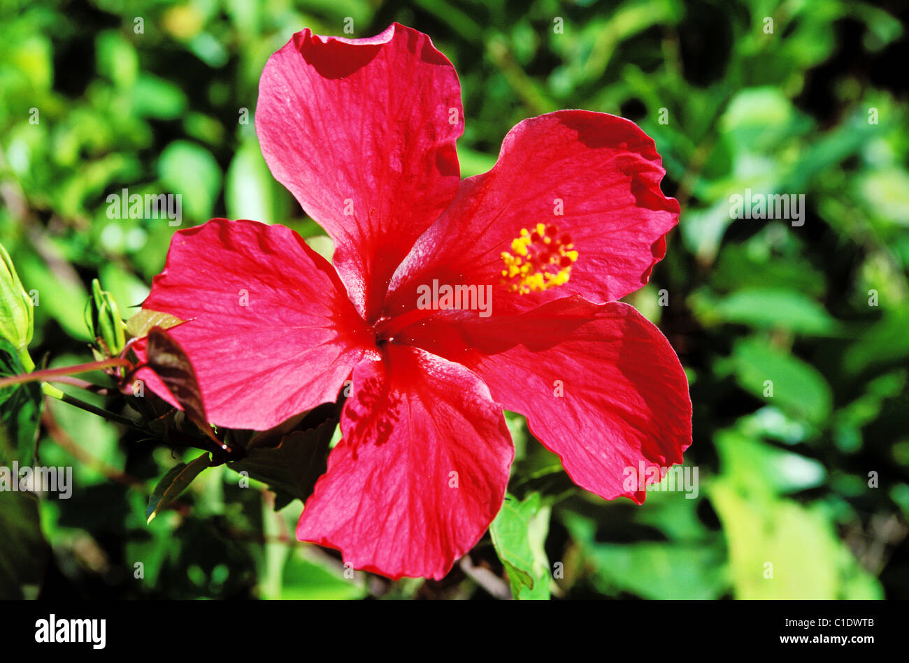Dominica, an hibiscus flower Stock Photo - Alamy