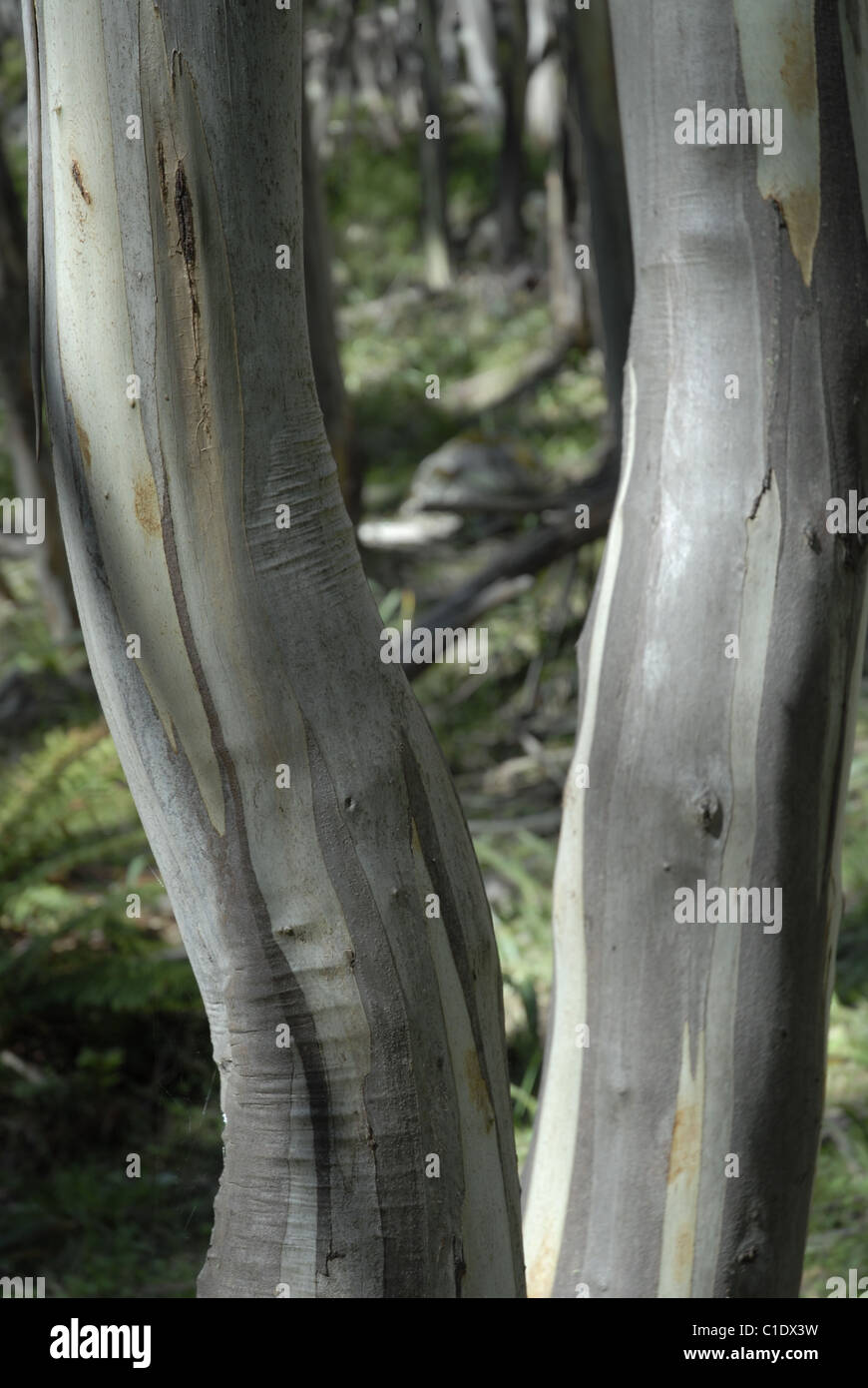 close up of wrinkled eucalyptus trees Stock Photo - Alamy