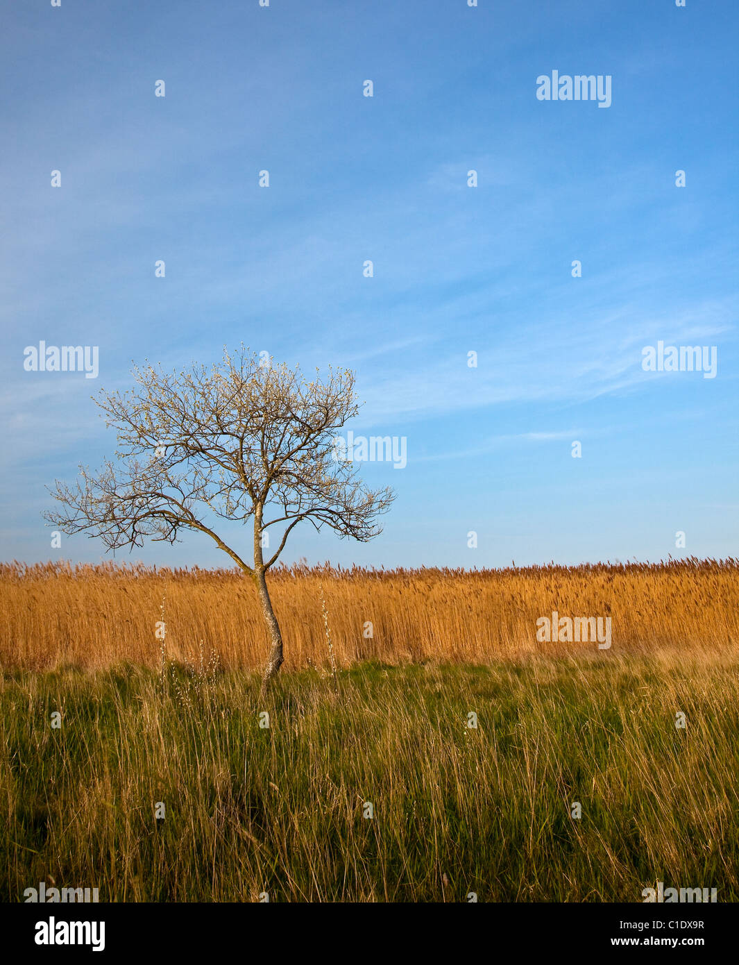 Sunset light on tree in reed marshes at Aldeburgh in Suffolk Stock ...