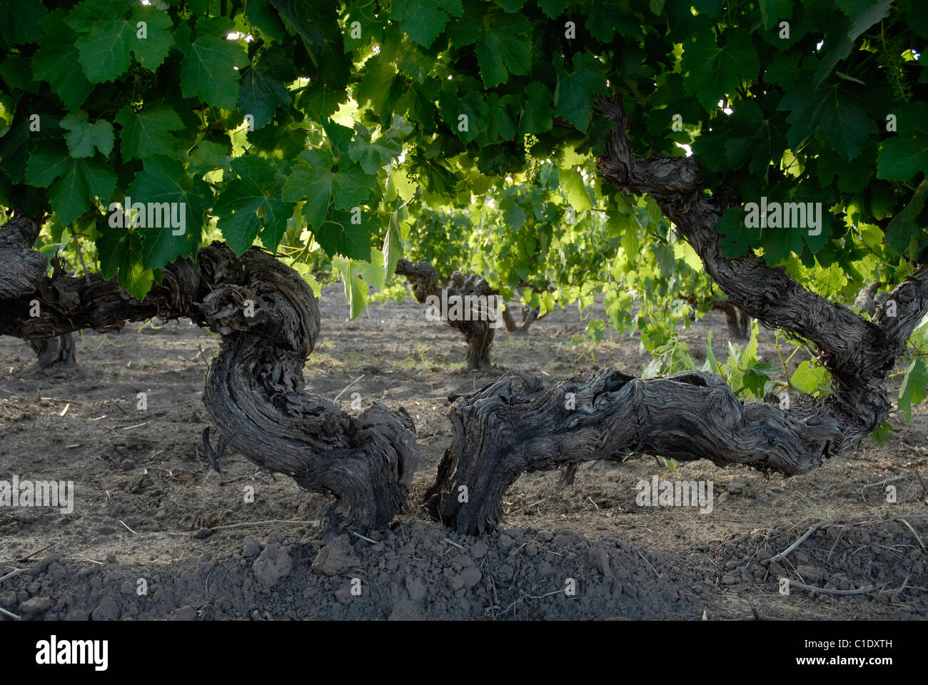 old grape vine Stock Photo - Alamy