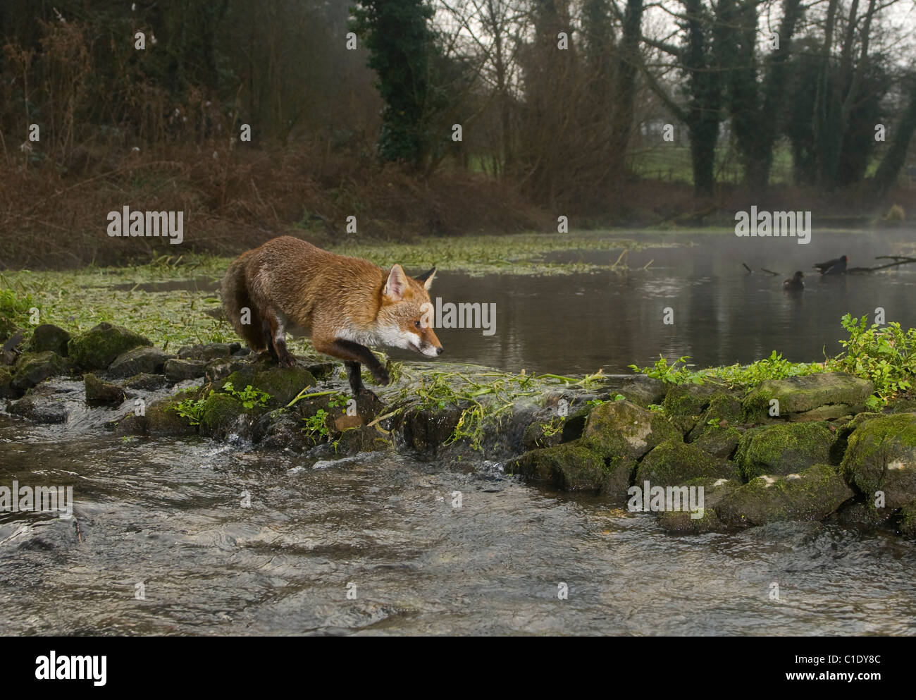 Camera trap hi-res stock photography and images - Alamy
