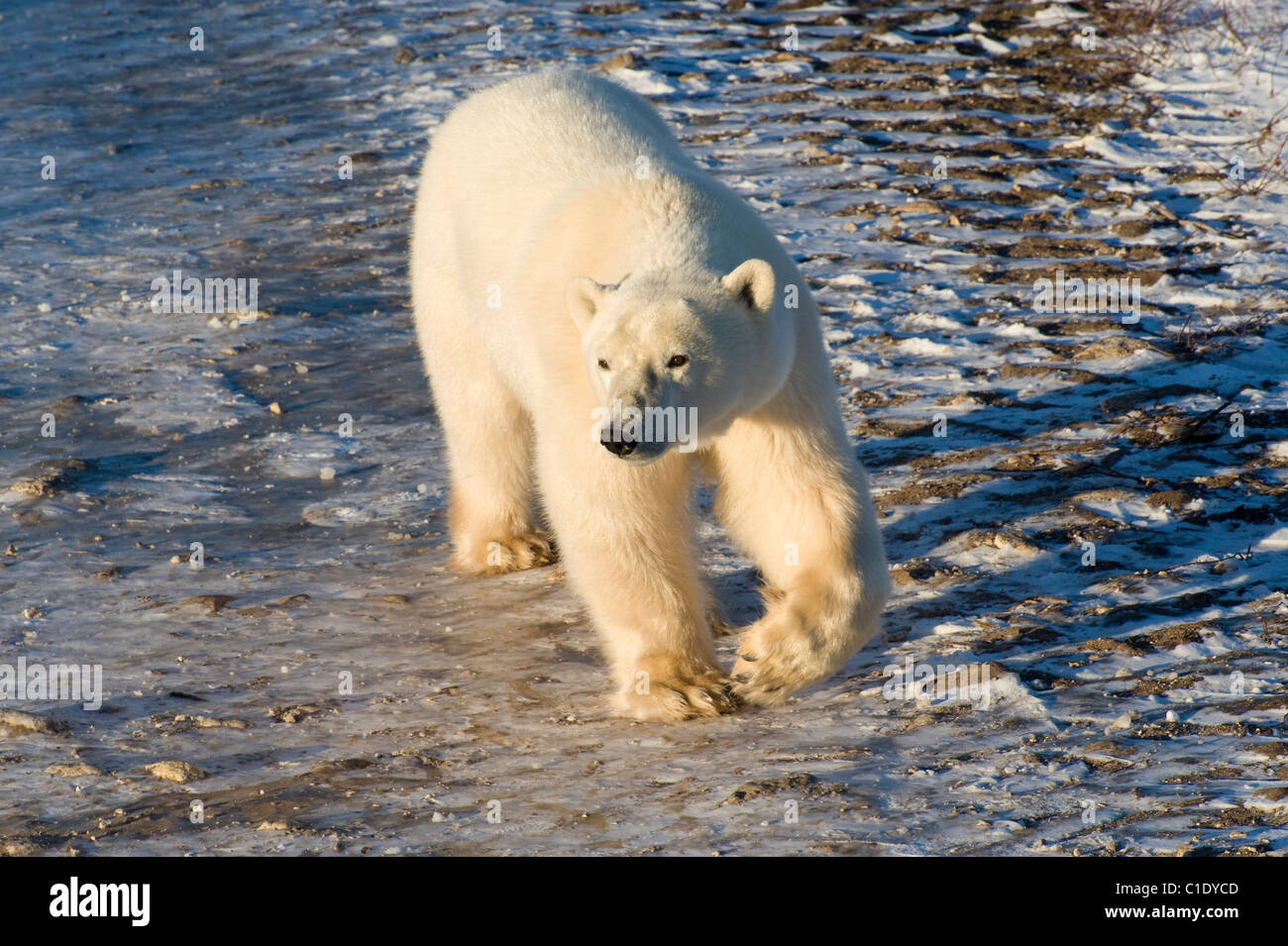 A polar bear on the tundra Stock Photo - Alamy