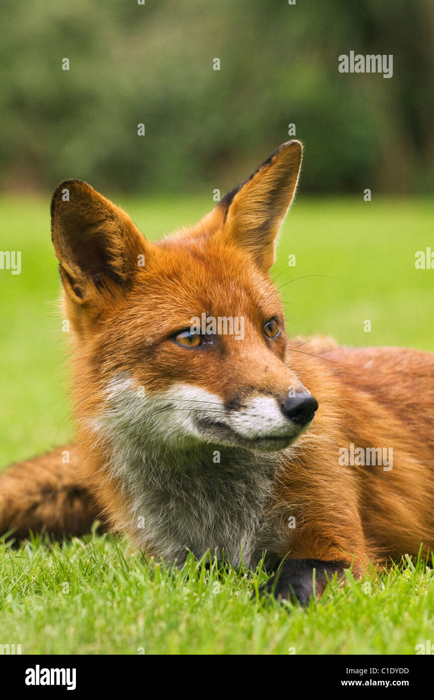 Red fox (Vulpes vulpes) in garden, Ireland Stock Photo - Alamy