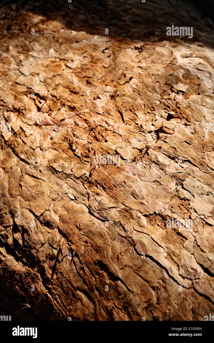 nature tree bark surface texture Stock Photo - Alamy