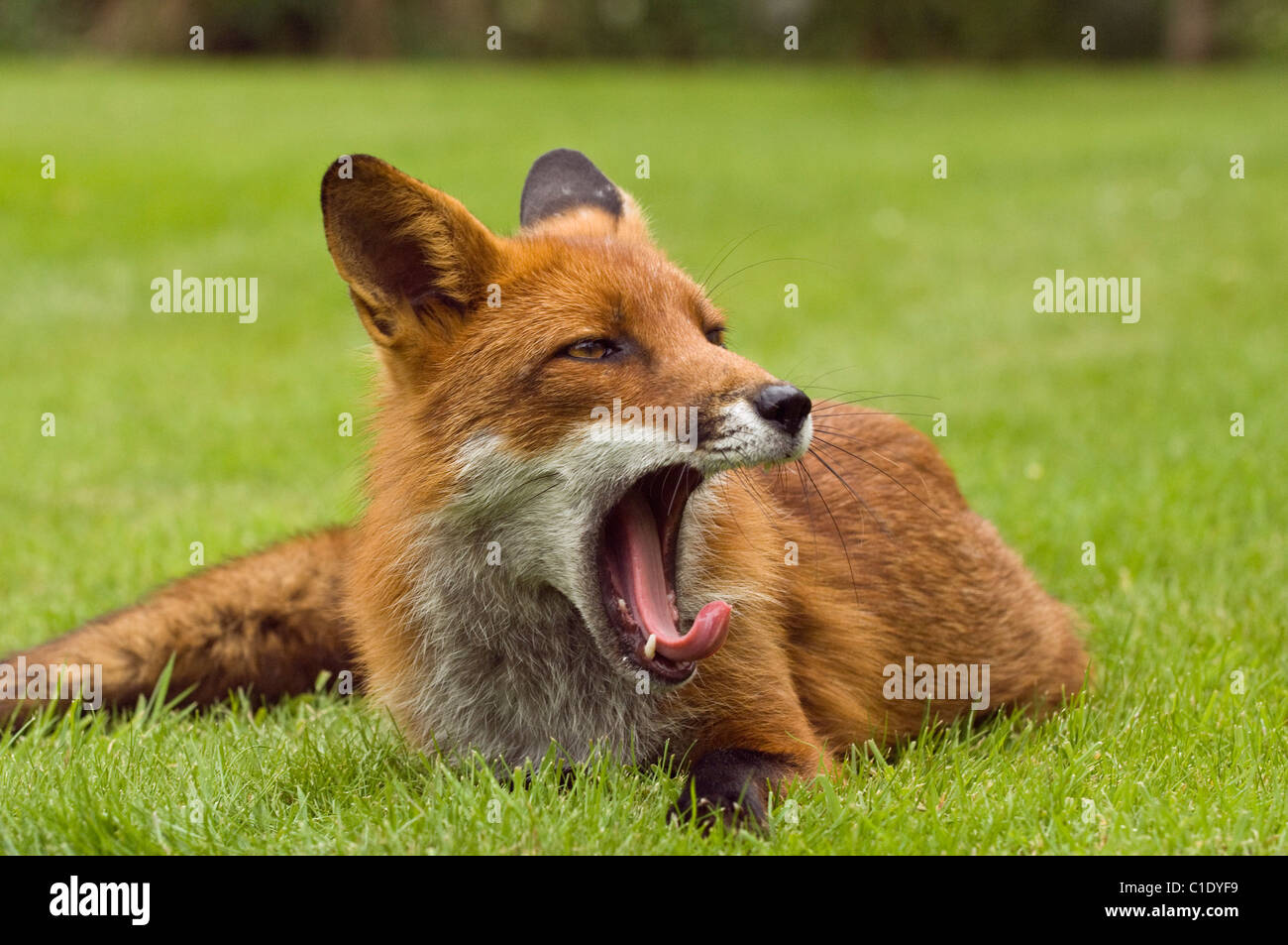 Fox feeding in garden hi-res stock photography and images - Alamy