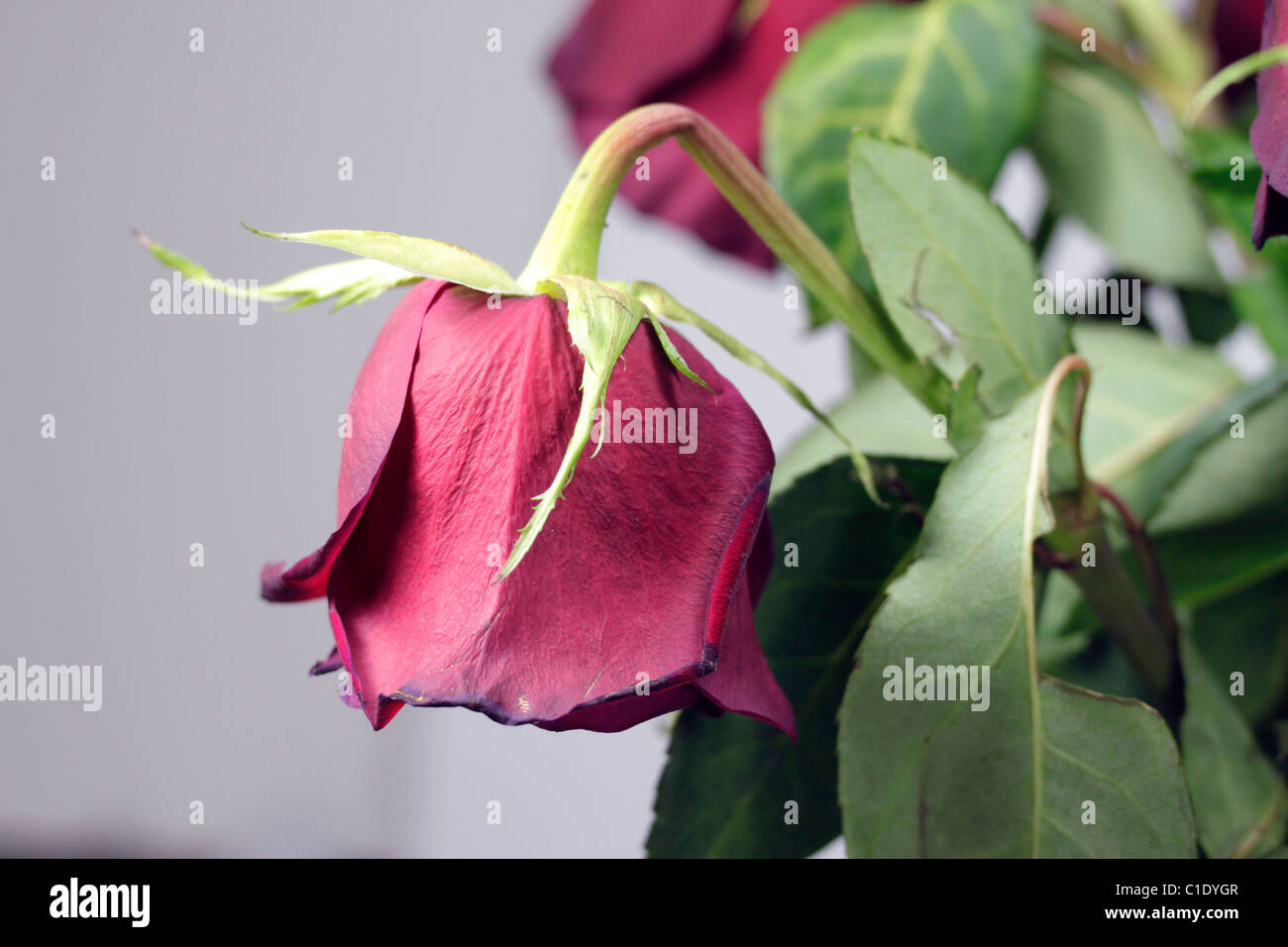 Weeping roses hi-res stock photography and images - Alamy