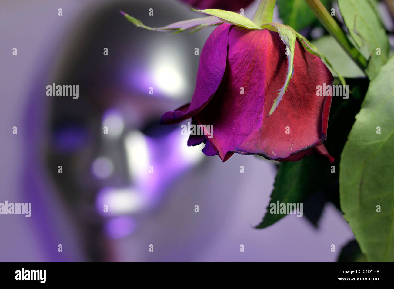 Weeping roses hi-res stock photography and images - Alamy