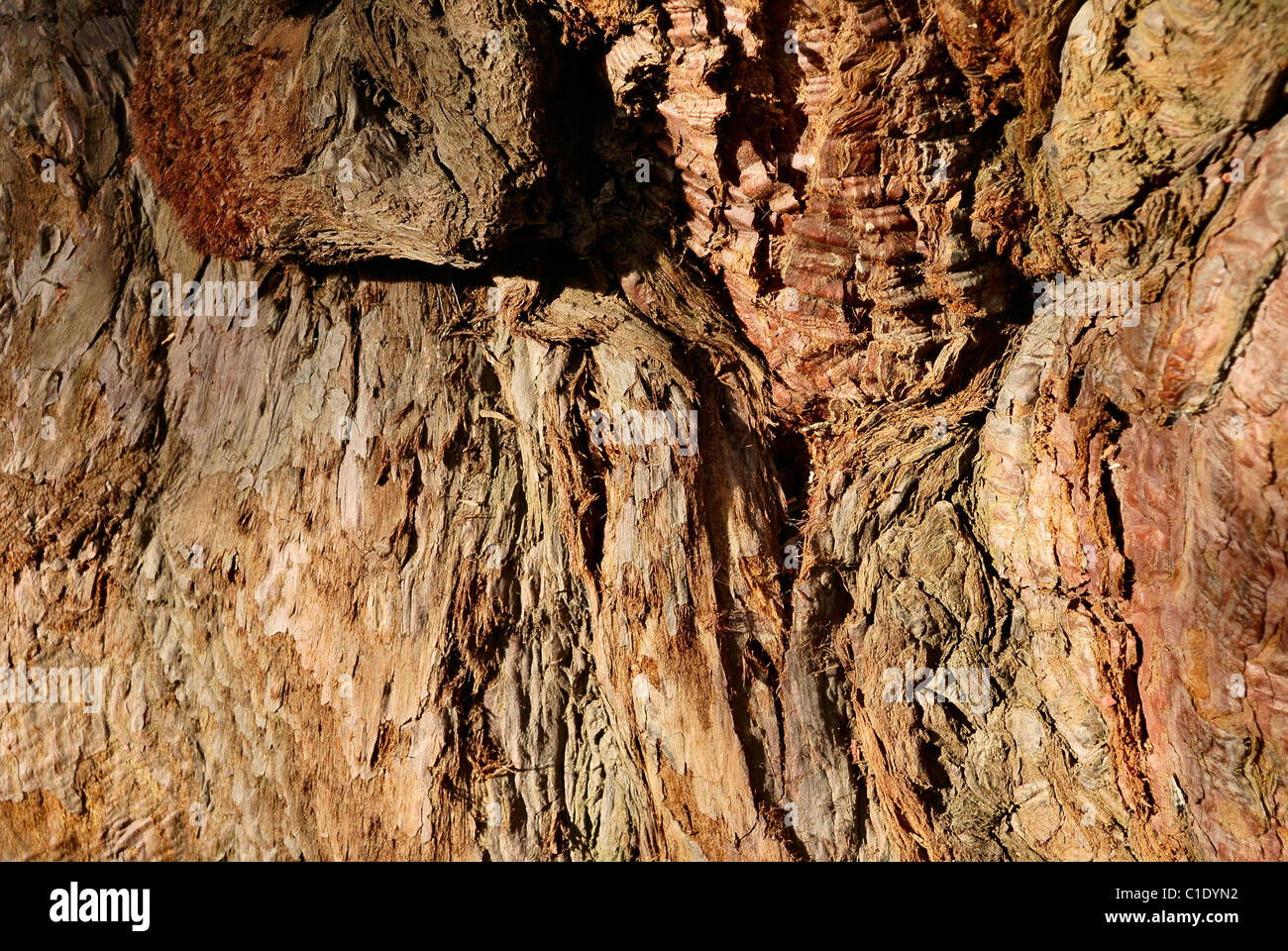 nature tree bark surface texture Stock Photo - Alamy