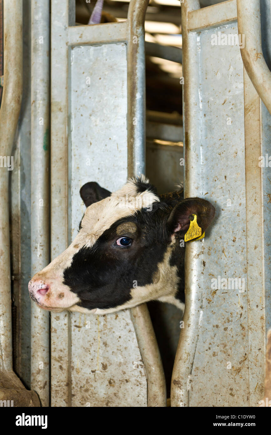 Inoculation High Resolution Stock Photography and Images - Alamy