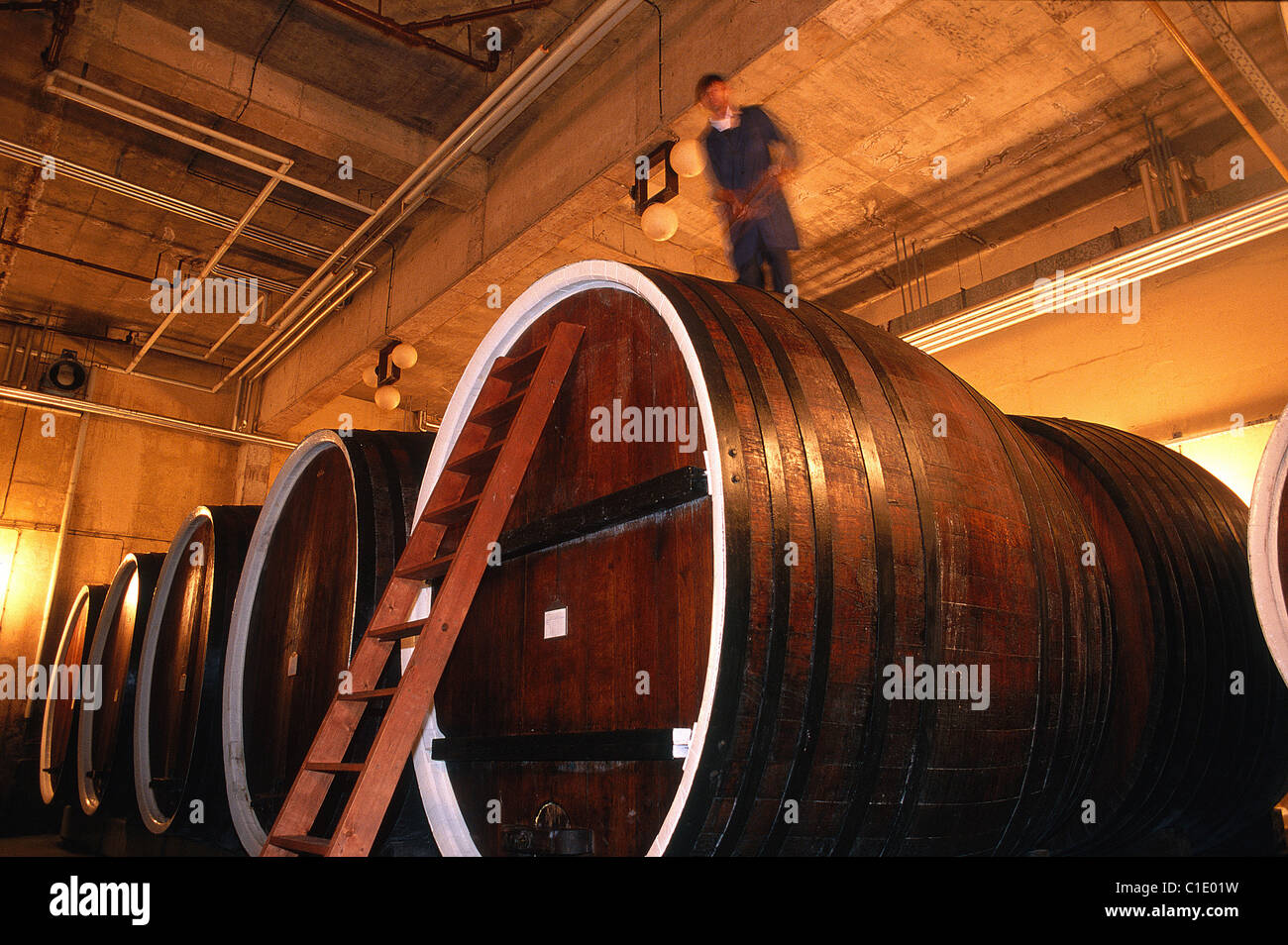 Croatia, Slavonia area, Pozeca, the wine cellar Enjigi, oak large ...