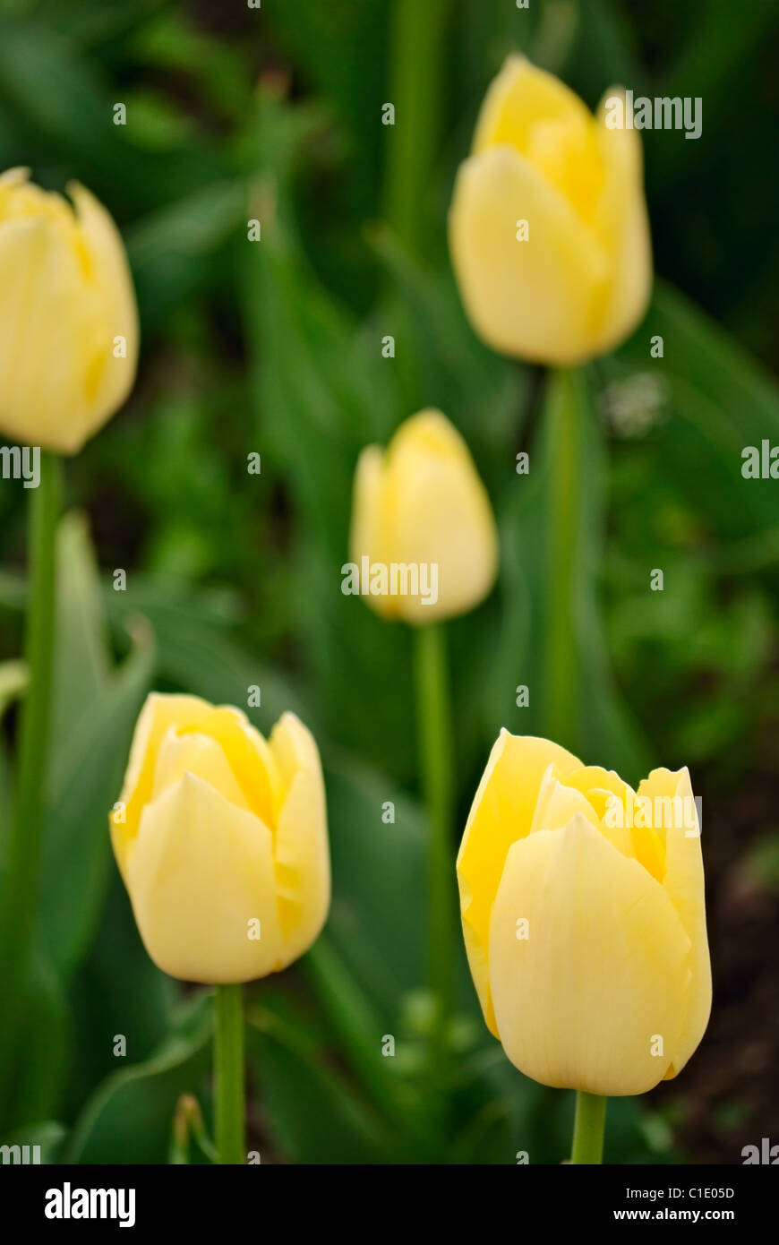 beautiful spring flower tulips. nature Stock Photo - Alamy