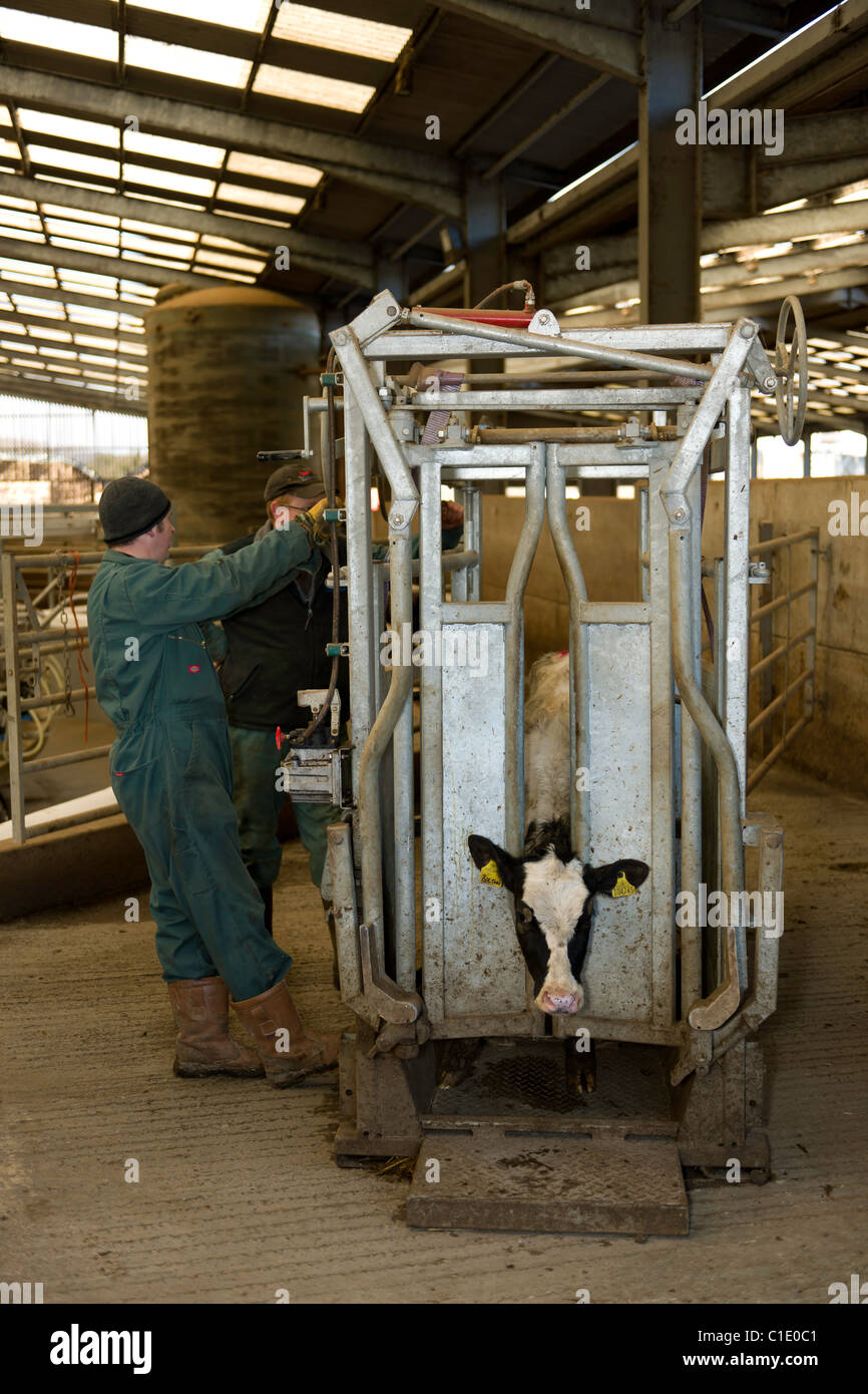 UK Dairy Calf Inoculation Stock Photo - Alamy