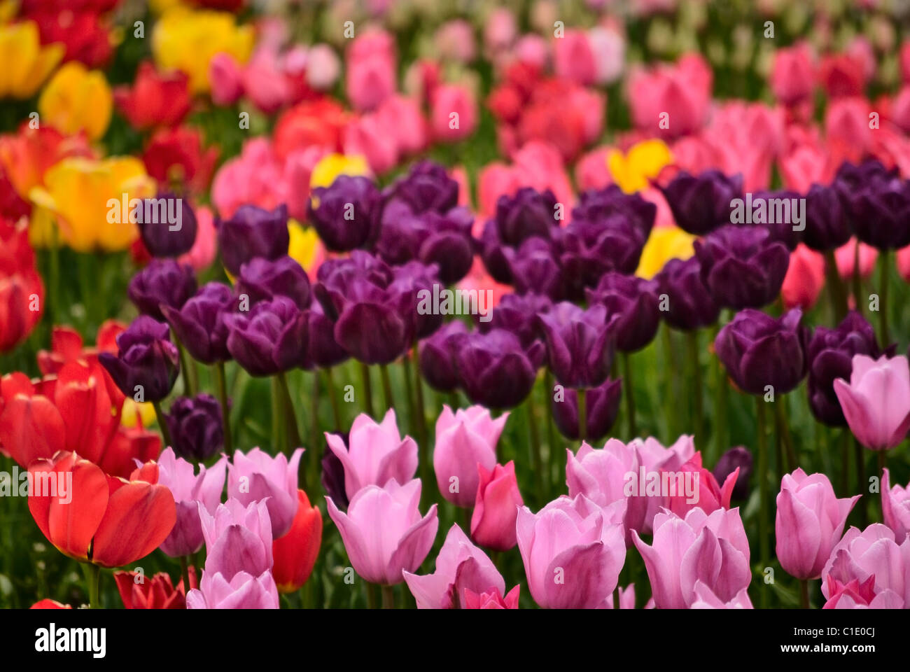 beautiful spring flower tulips. nature Stock Photo - Alamy