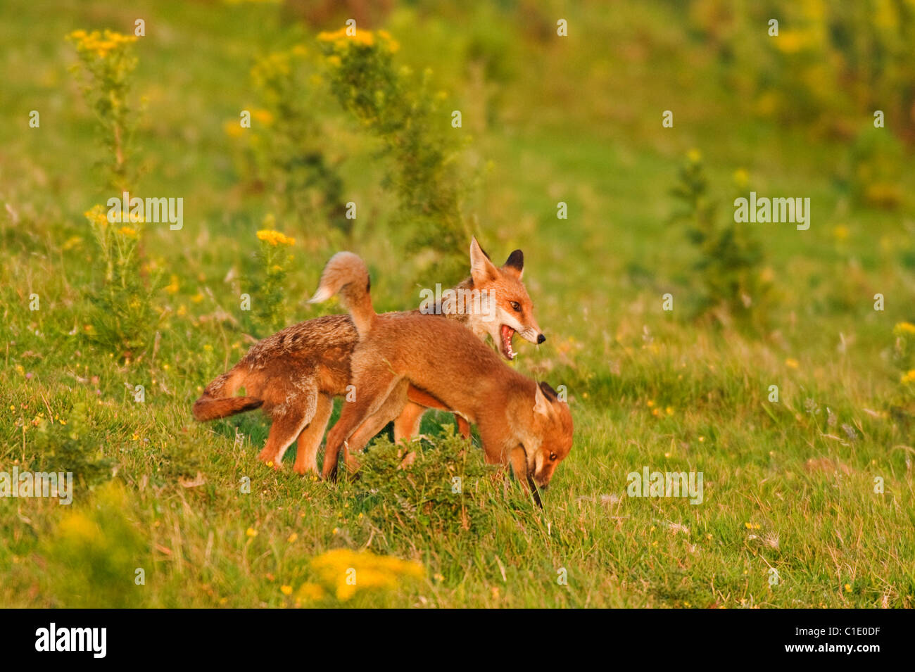 Red fox (Vulpes vulpes), North Downs, Kent, UK. Vixen and cub Stock Photo - Alamy