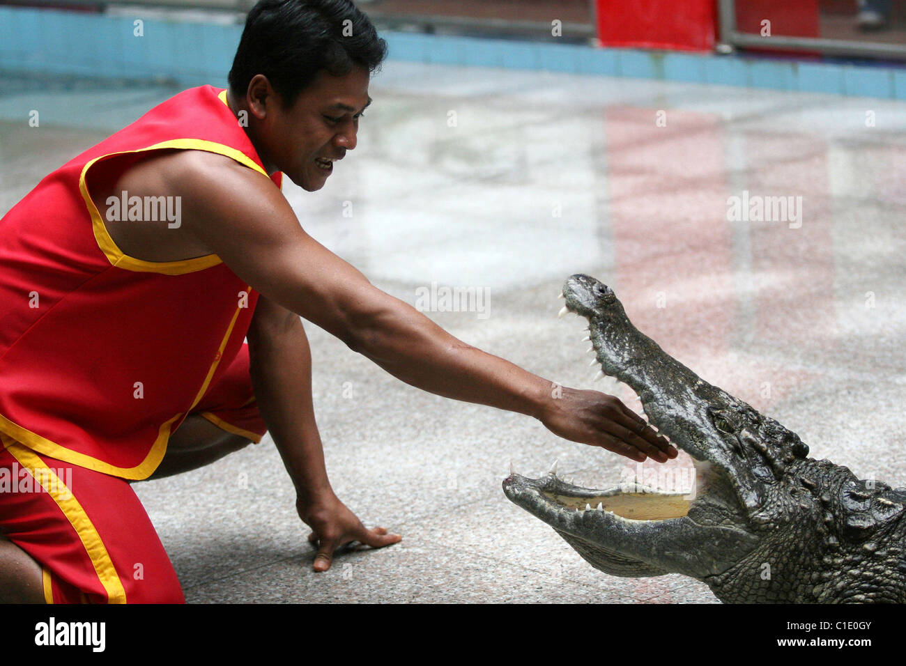 Crocodile wrestling These crazy croc trainers risk their necks ...