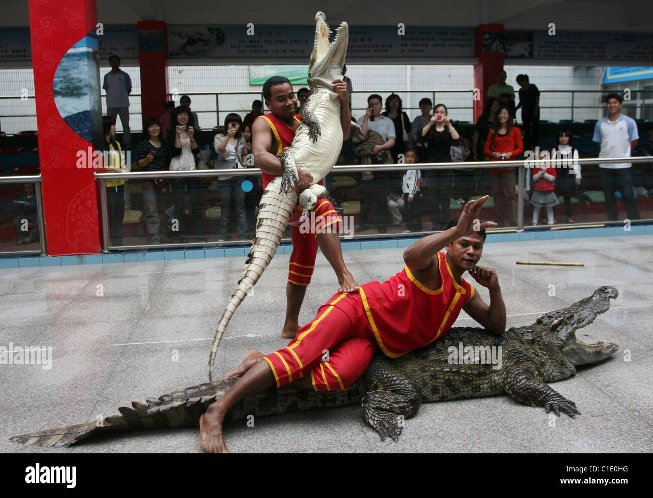 Crocodile wrestling These crazy croc trainers risk their necks ...