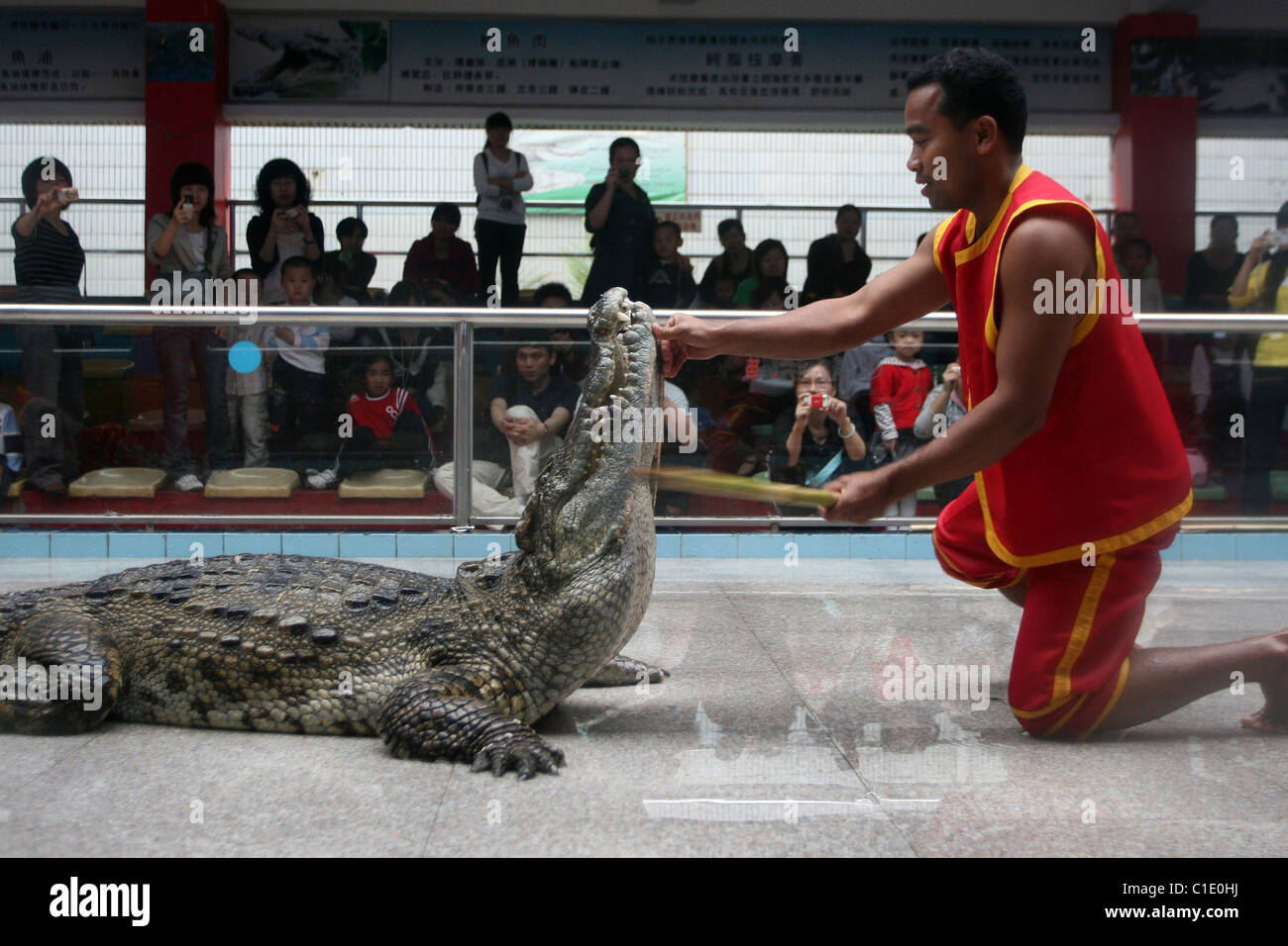 Crocodile wrestling These crazy croc trainers risk their necks ...