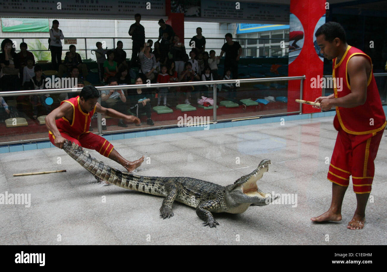Crocodile wrestling These crazy croc trainers risk their necks ...