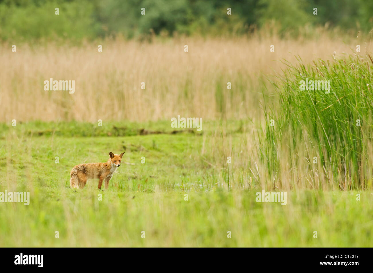 Red fox (Vulpes vulpes) Oostvaardersplassen, Netherlands. Fox foraging at edge of reedbed Stock ...