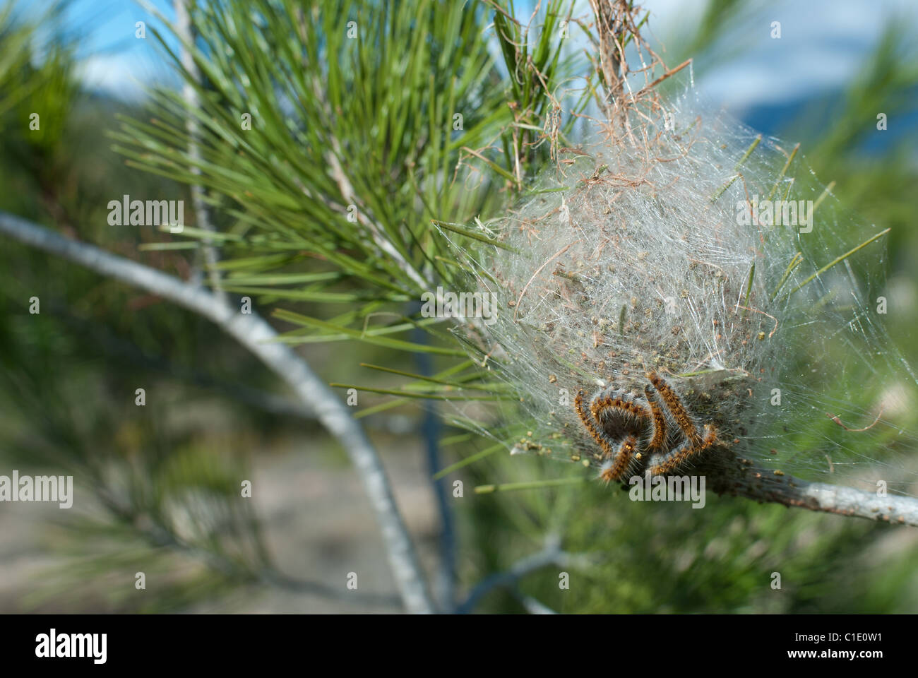 Processionary larvae, a major pine tree pest, building their nest Stock ...