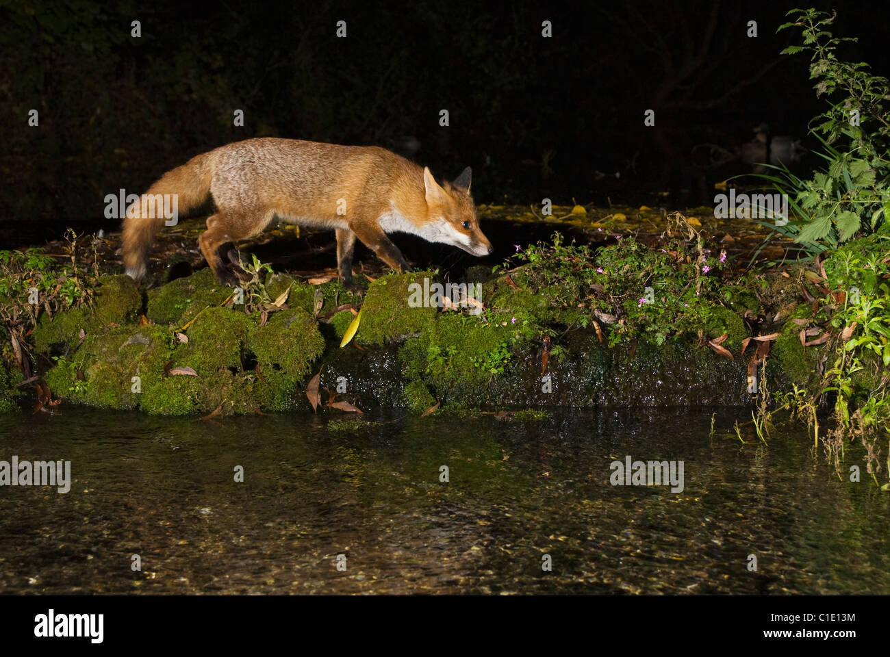 Trap the fox hi-res stock photography and images - Alamy