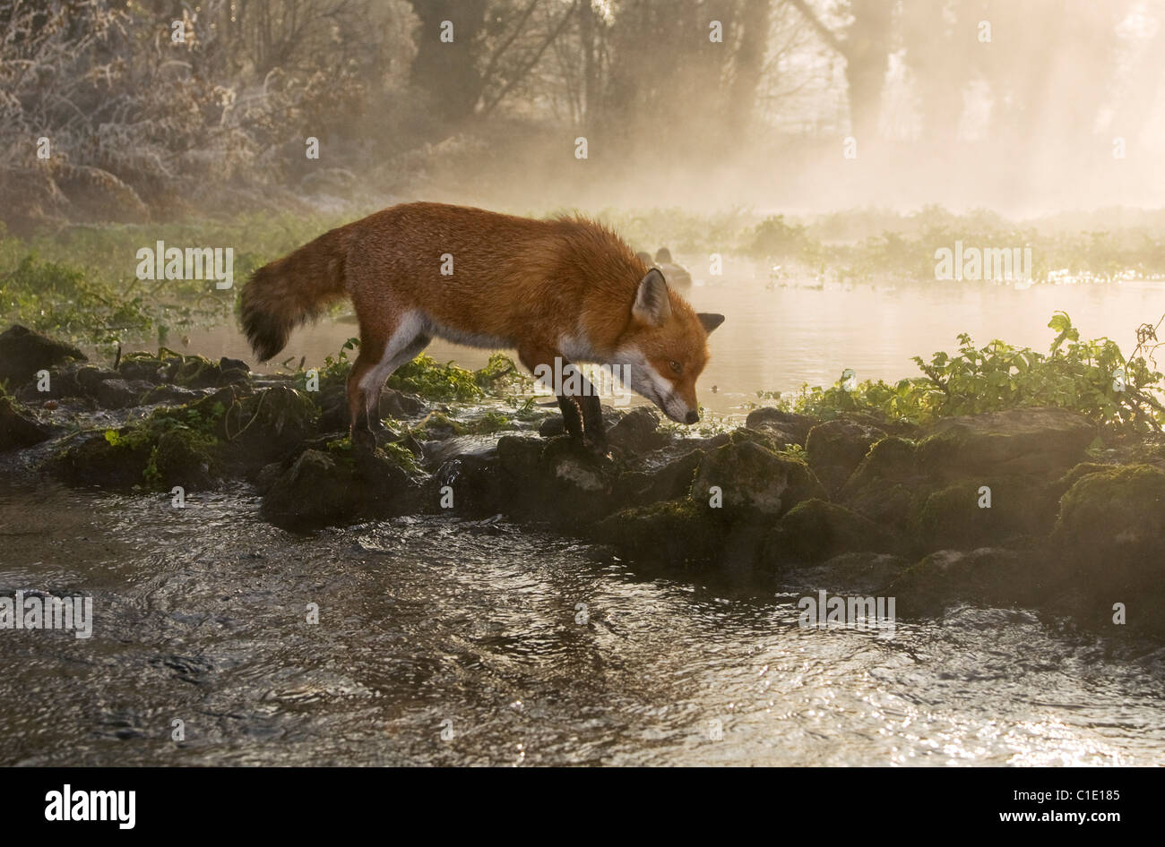 Trap the fox hi-res stock photography and images - Alamy
