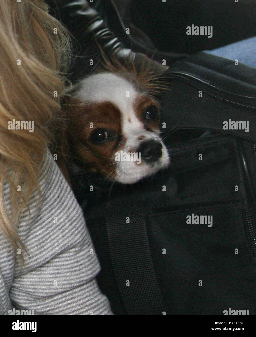 Dancing with the Stars Julianne Hough, Chuck Wicks and their dog Lexi ...