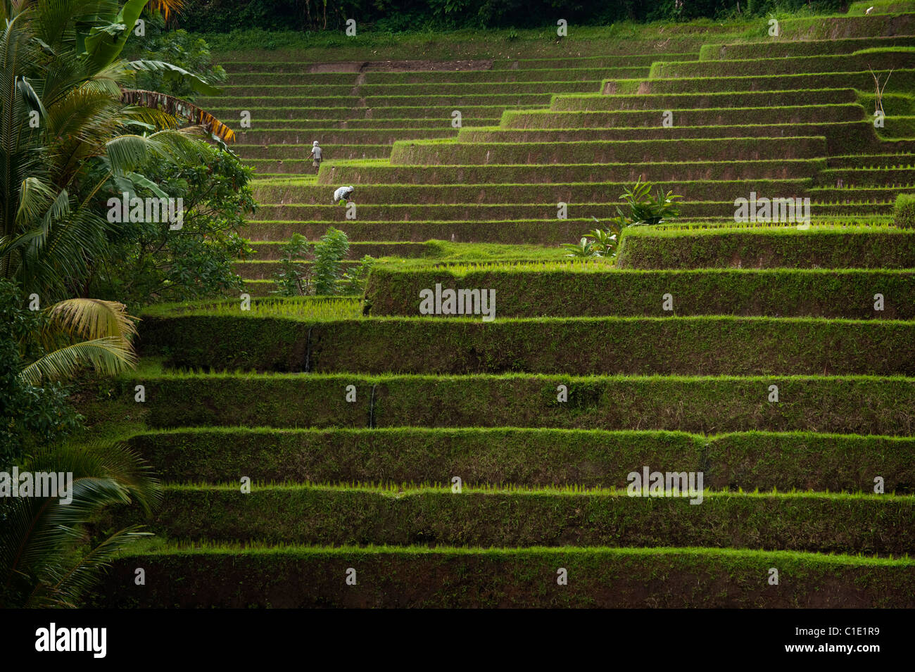 Workers plant a new rice crop in Belimbing, Bali, Indonesia, in ...
