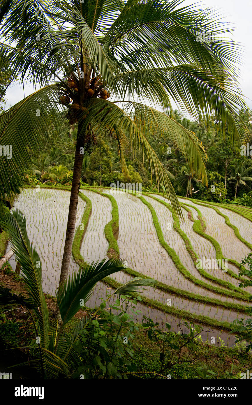 The area of Belimbing, Bali, Indonesia, has some of the most beautiful ...