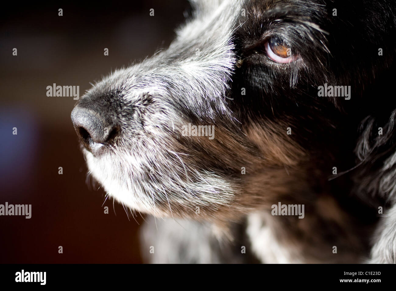 Spaniel face close up Stock Photo - Alamy