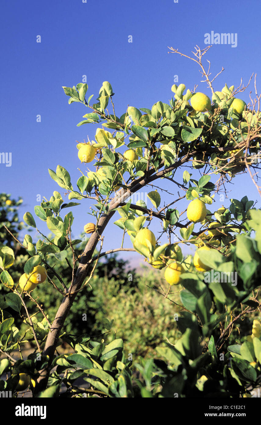 Chile, region of Tarapaca, lemons of Pica, near Iquique Stock Photo - Alamy