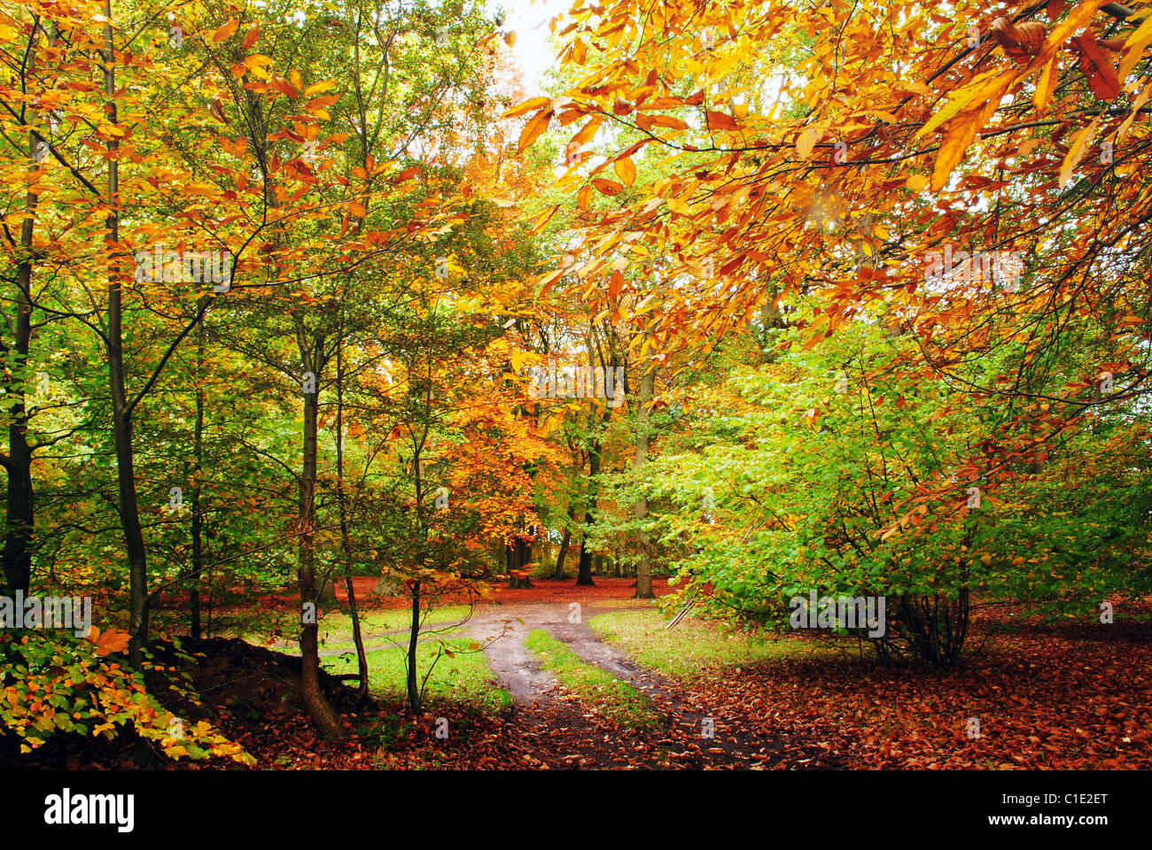 Autumn nature scenes hi-res stock photography and images - Alamy