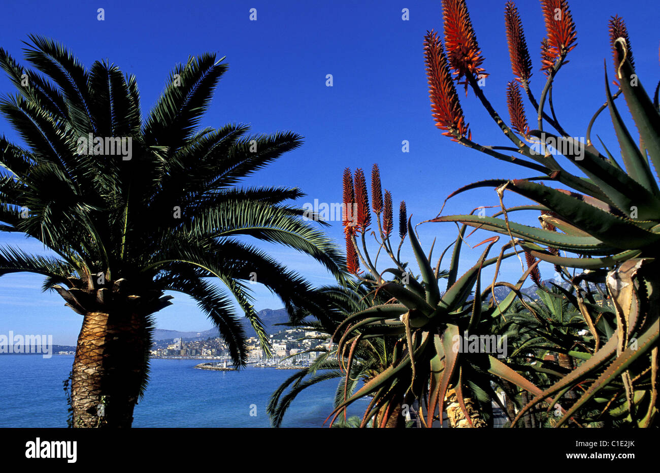 France, Alpes Maritimes, Menton, landscape on the bay from an exotic ...
